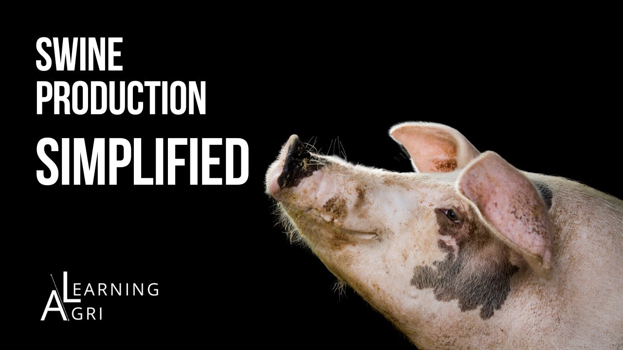 Swine Production 101 - YouTube