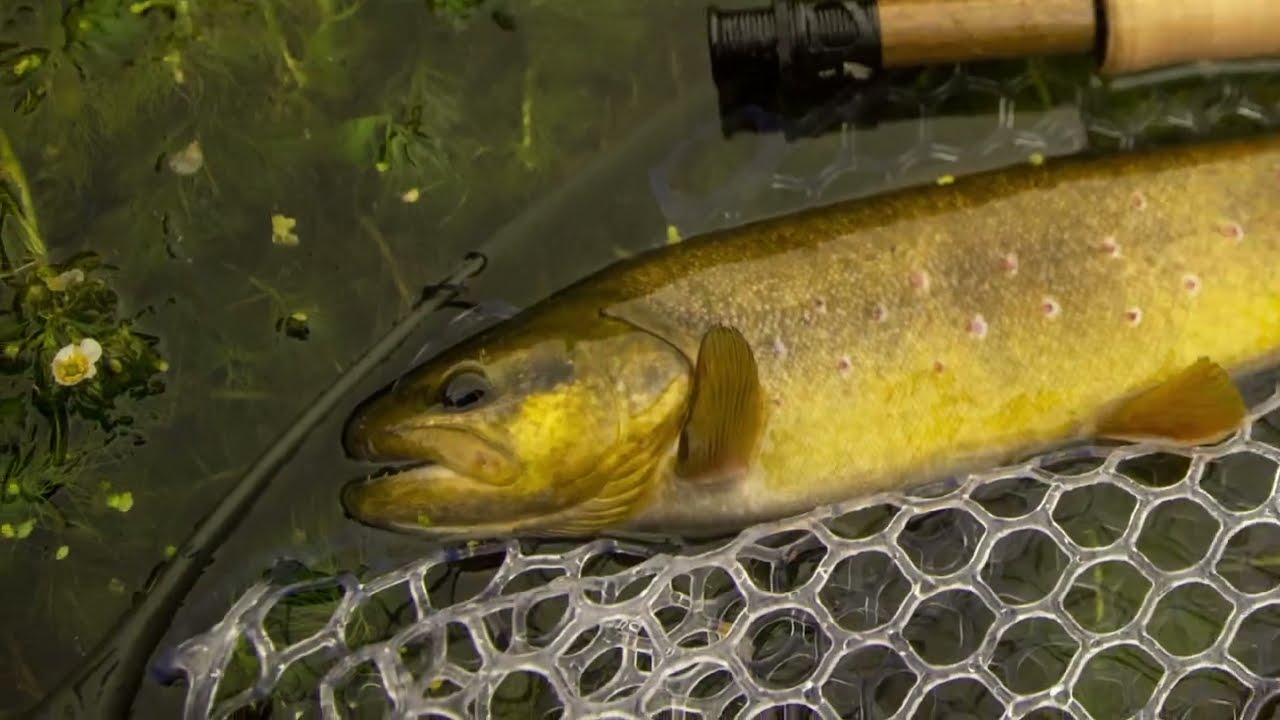 Morocco Brown Trout - YouTube