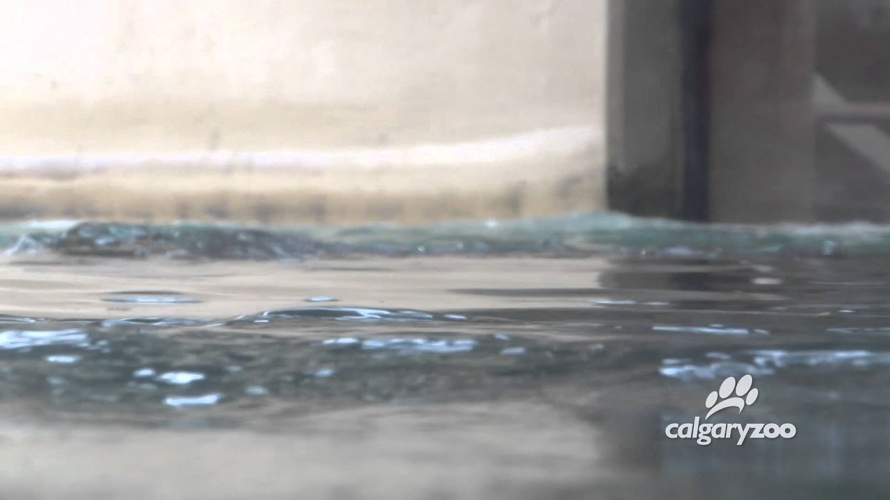 Hippos at The Calgary Zoo Take a Swim in Their New Pool - YouTube