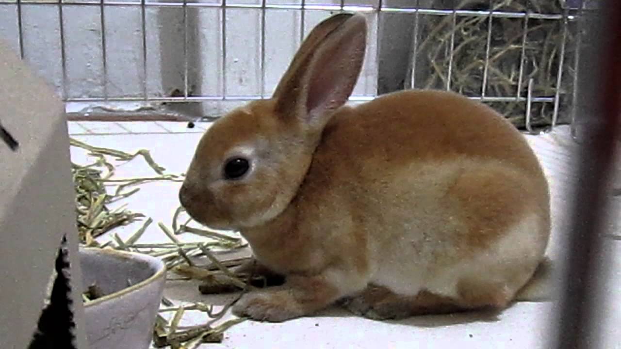 My little Mini Rex . มินิเร็กซ์ของผมเอง - YouTube