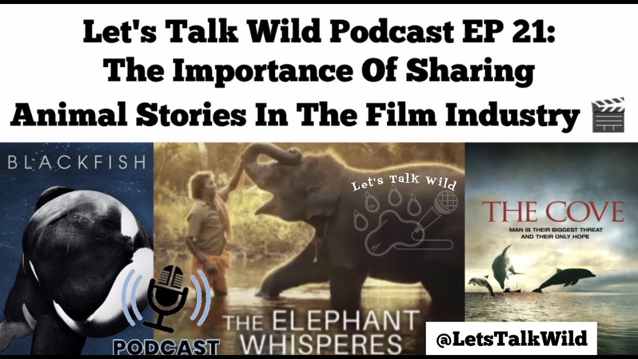 The Importance Of Sharing Animal Stories In The Film Industry - Let's ...