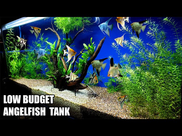 Freshwater Angelfish Tank Setup