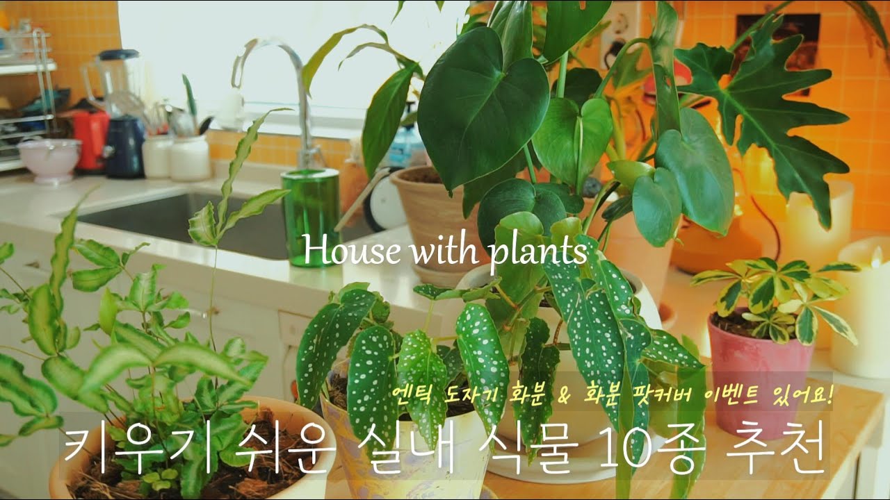 플랜테리어하기 좋은 식물 10가지🪴 식물로 집꾸미기 예쁘게 식물 키우기 엔틱화분 화분커버 댓글 이벤트 Youtube