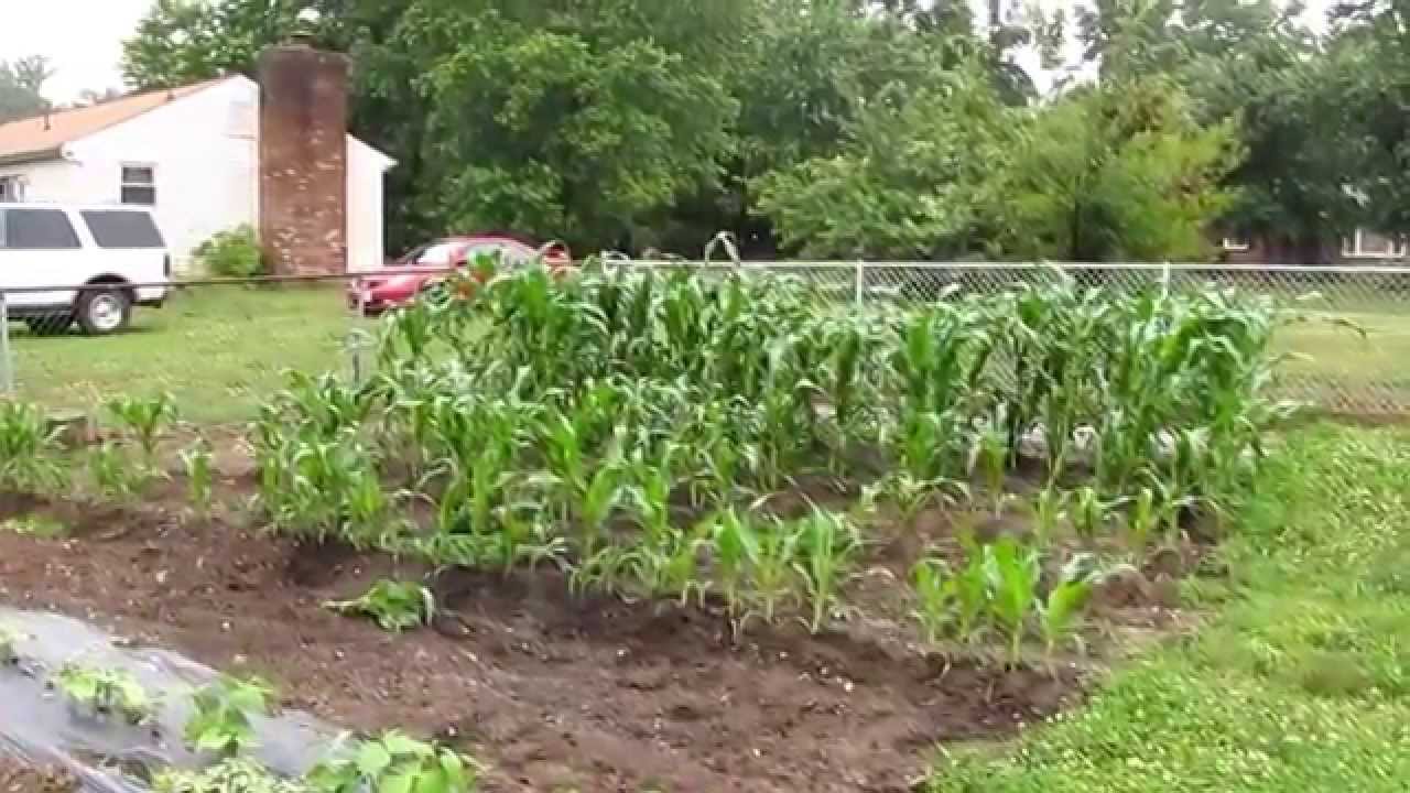 After The Fierce Storm Gardening Blown Over Sweet Corn By Kenny - YouTube