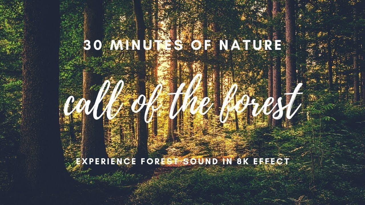30 minutes of forest sound | call of the forest | 8k audio | relaxing ...