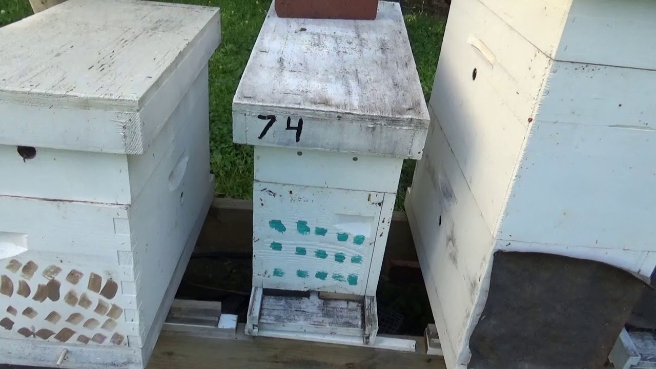 Weekly Intermediate Bee Keeper 2018 (week 7) - YouTube