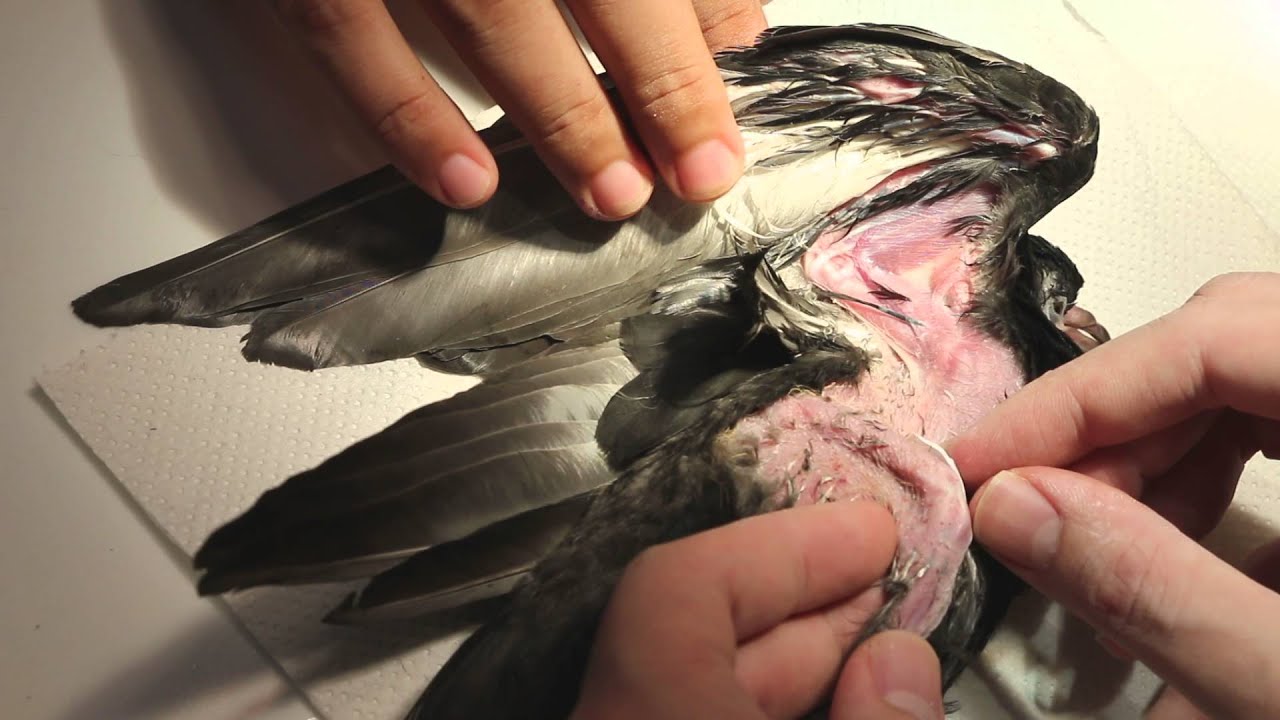 A kind woman rescues a crow with a broken leg Pt 1 - YouTube