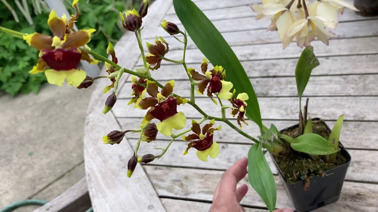 Oncidium Space Race ‘Coco’ - YouTube
