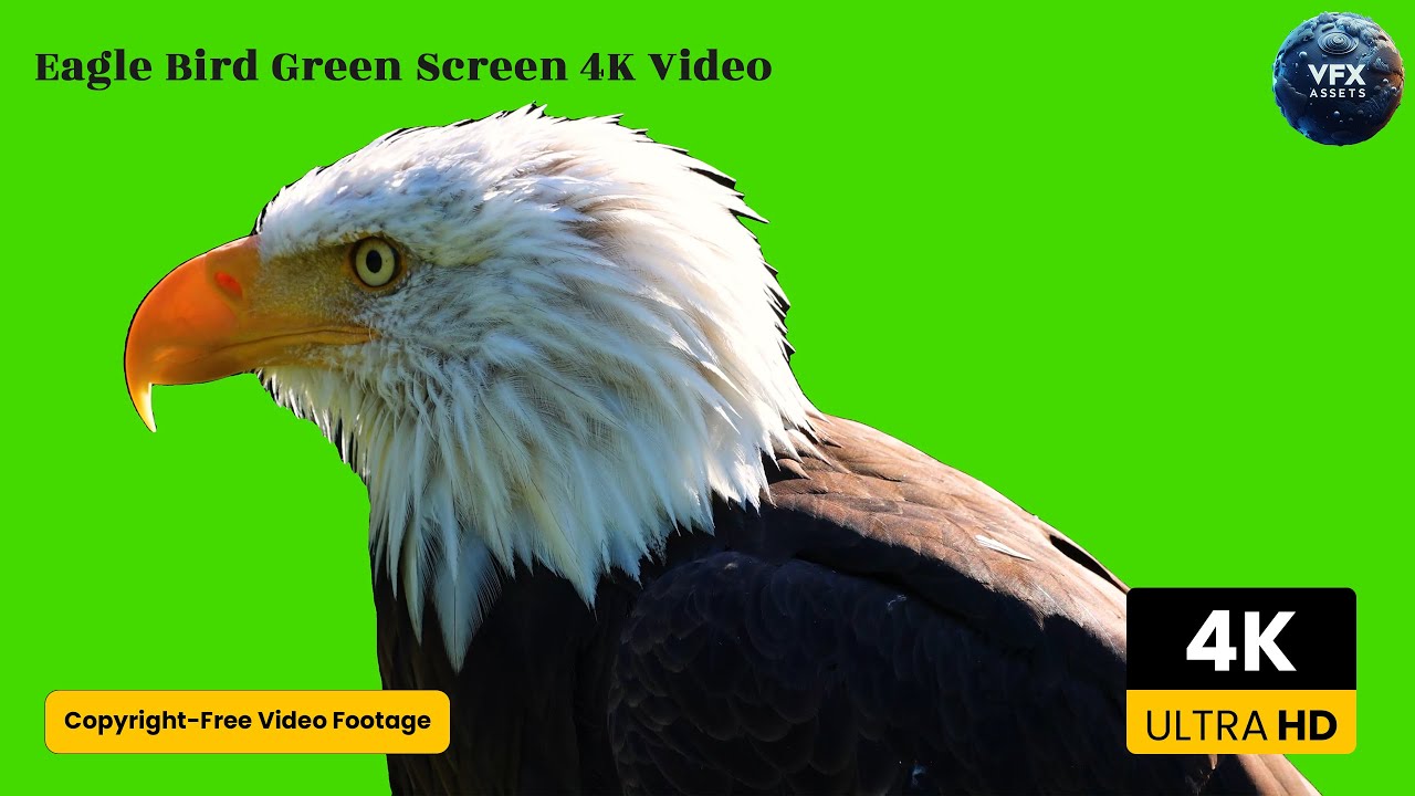 Eagle Bird Green Screen 4K Video #greenscreen #eagle #4k #birds #bird # ...