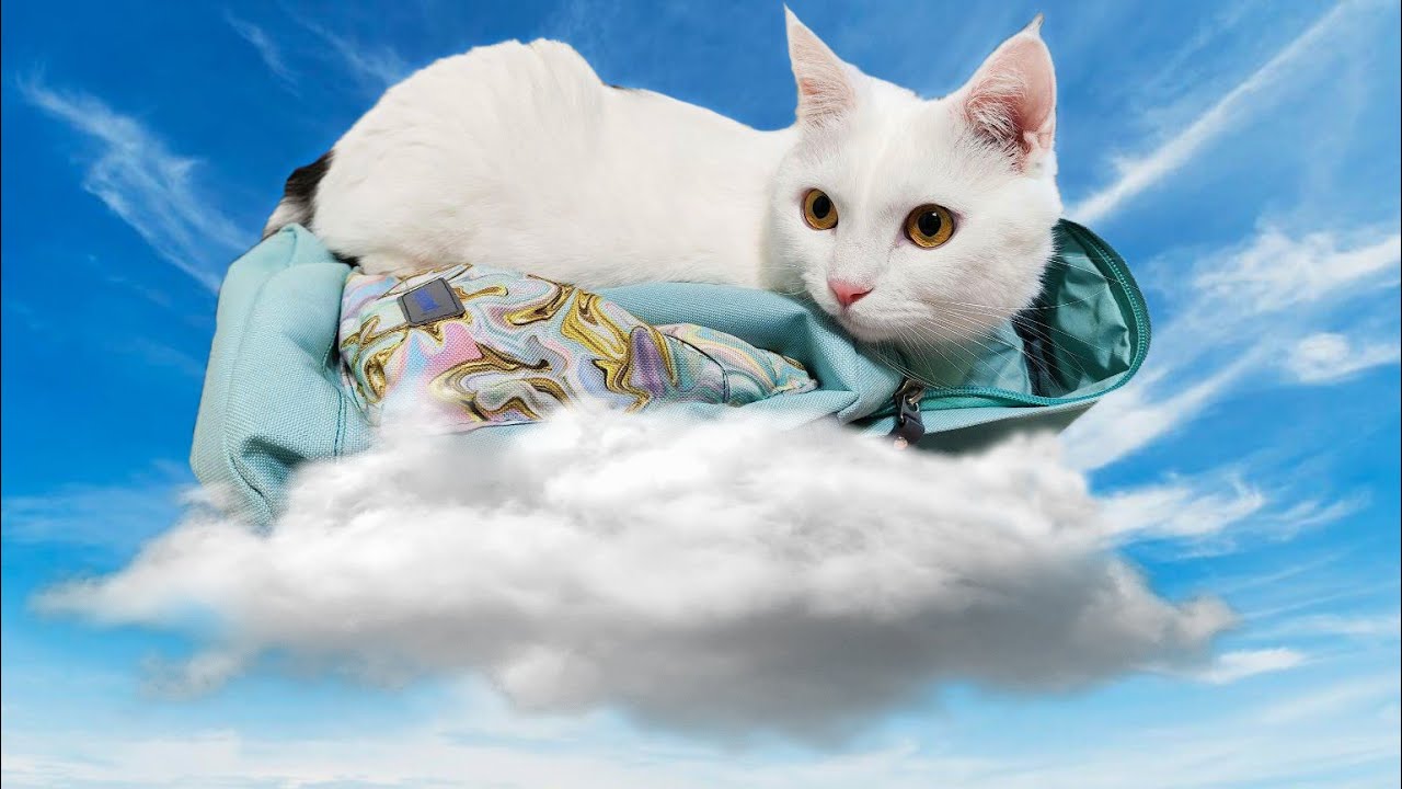 🌟 Cozy Corners! Unveiling the Enchanting World of Cat Naps in Backpacks ...