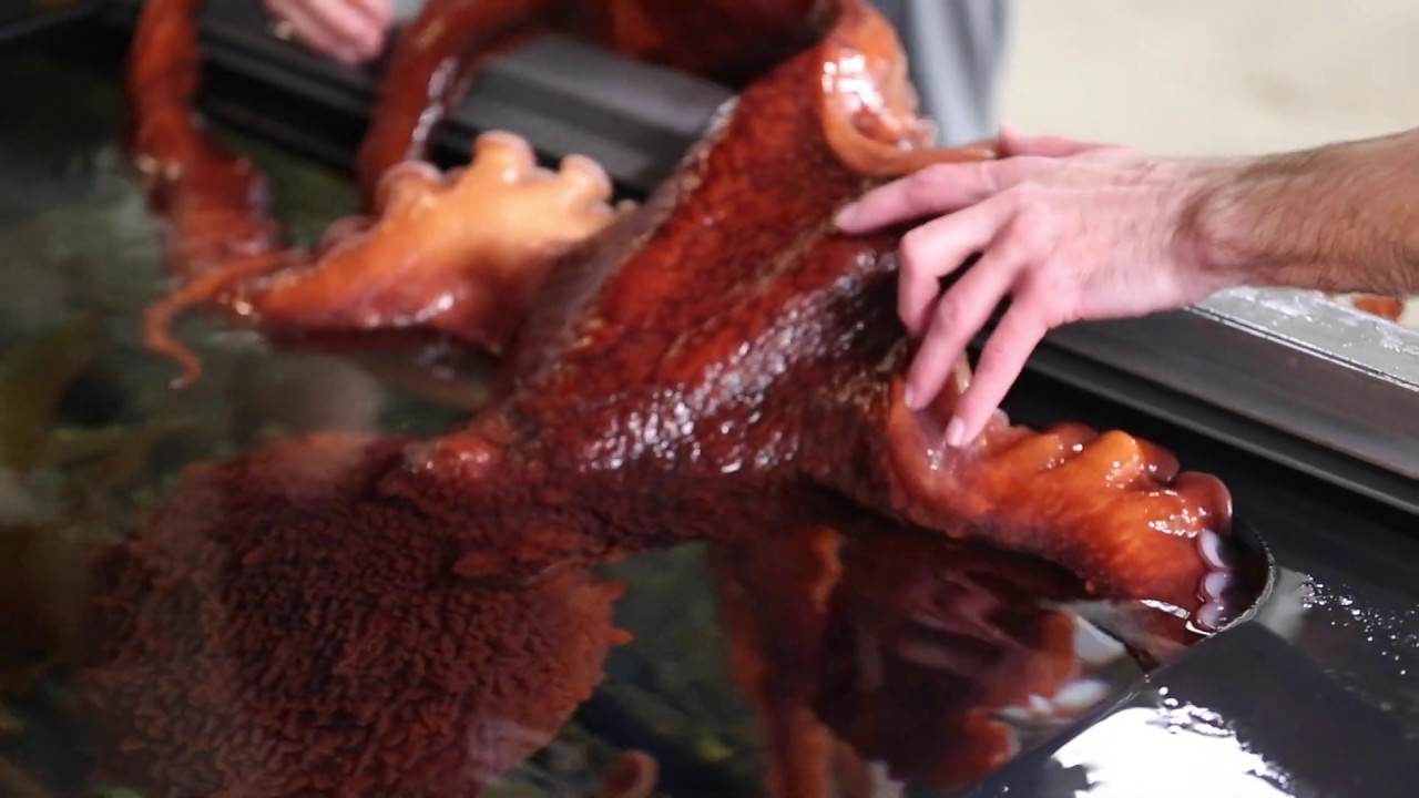 Octopus Encounter at Oregon Coast Aquarium Sneak Peek - YouTube