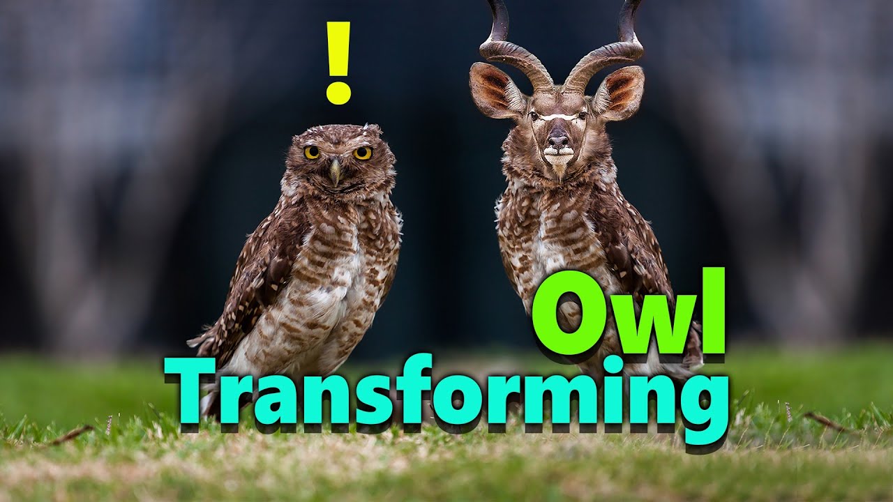 Artistic and funny Edited photos of hybrid mixed animals Made in ...