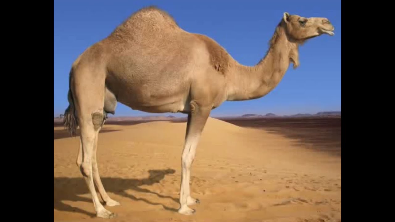 Scary Camel Pop Up - YouTube