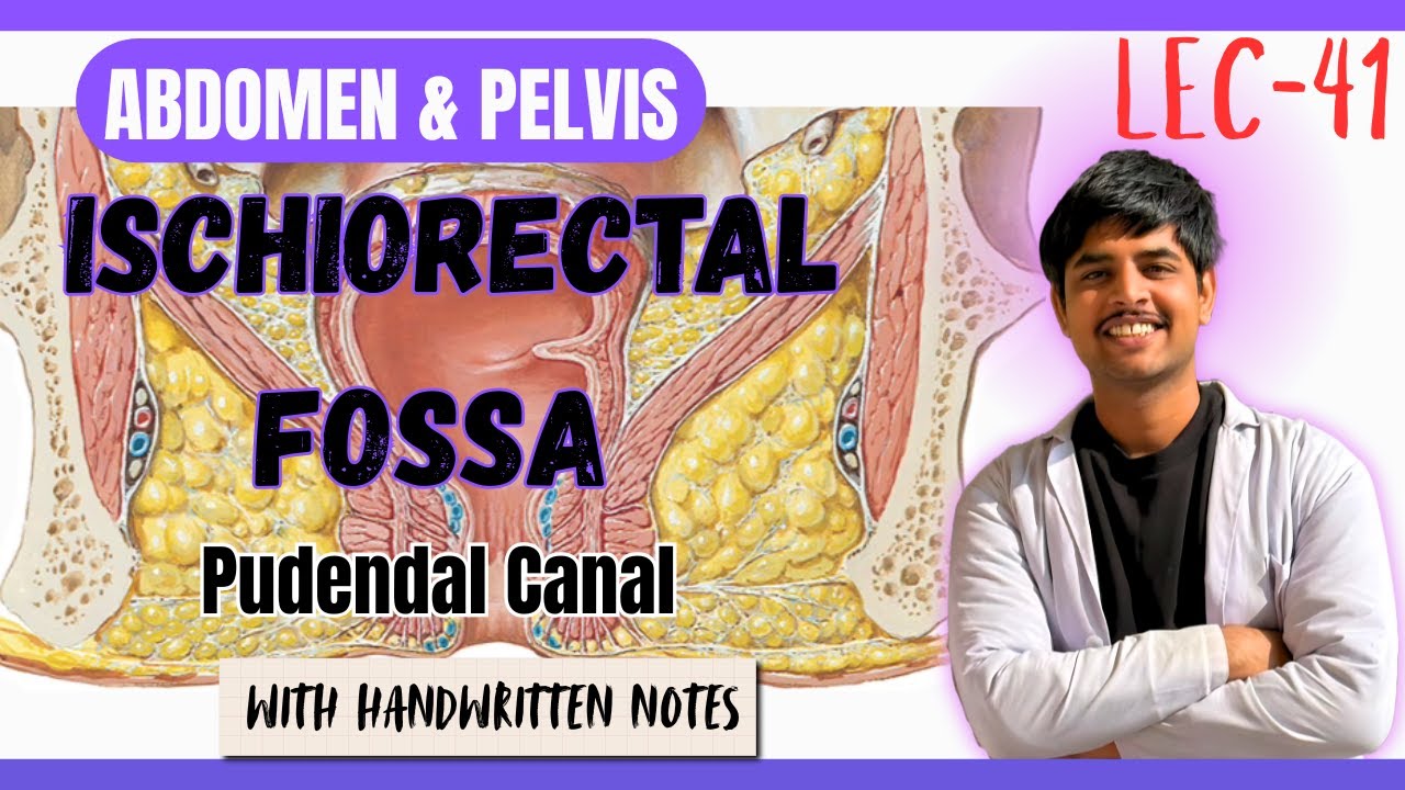 Ischiorectal ( Ischioanal ) Fossa Anatomy | Pudendal Canal, Boundaries ...