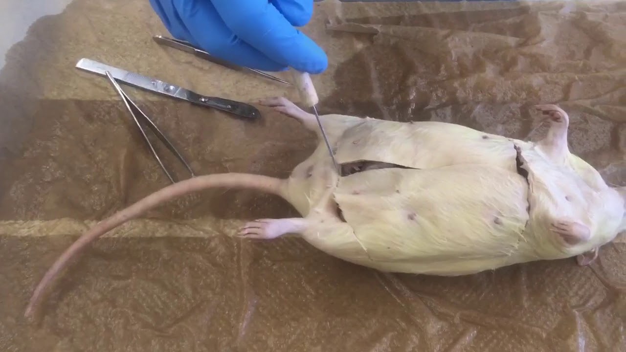 Pregnant Rat Dissection - YouTube