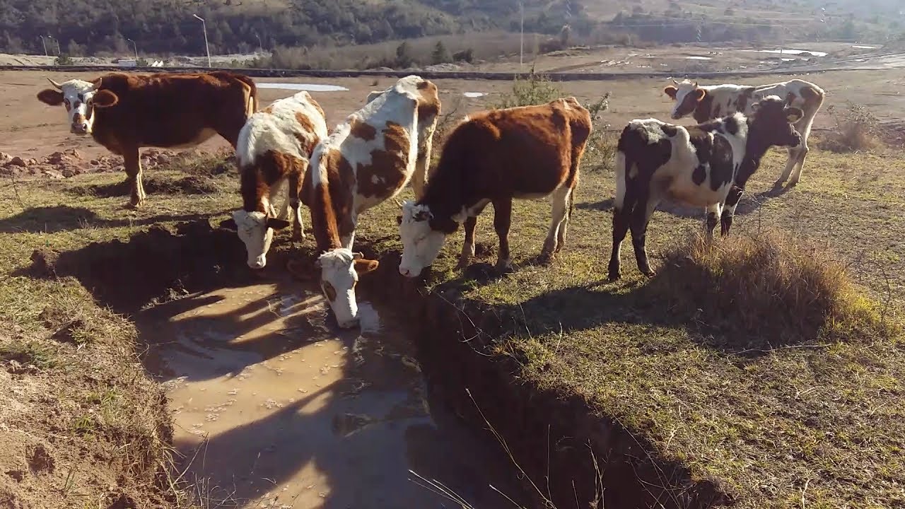 HAYVAN ÇİFLİGİNDEKİ İNEK, MANDA,KOYUN,KECİ, HAYVANLARI ÇOBANLA ...