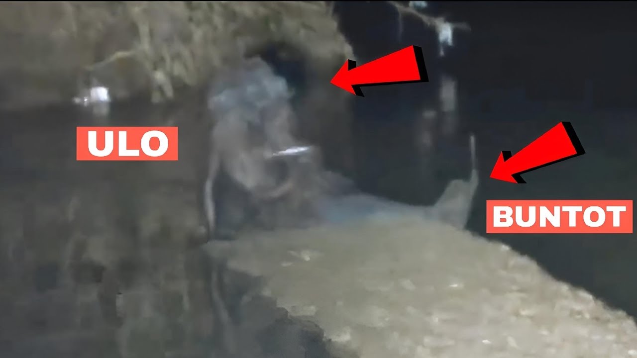 Actual Video ng Real Sirena Natagpuan sa Kotawtaw || Scary Creature ...