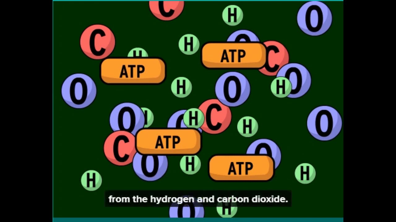 Photosynthesis Video - YouTube