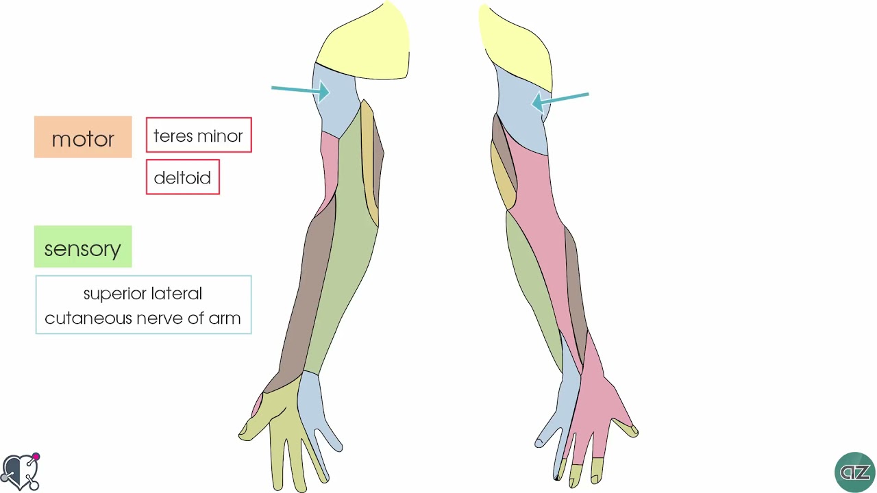 Axillary Nerve 3D Anatomy Tutorial - YouTube