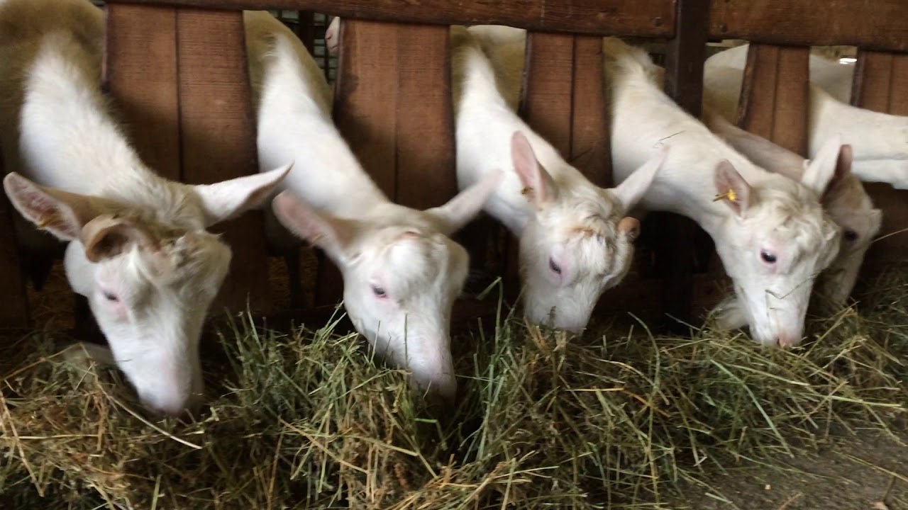 🐐 Matinée à la ferme ! Avec des chèvres 😍 - YouTube