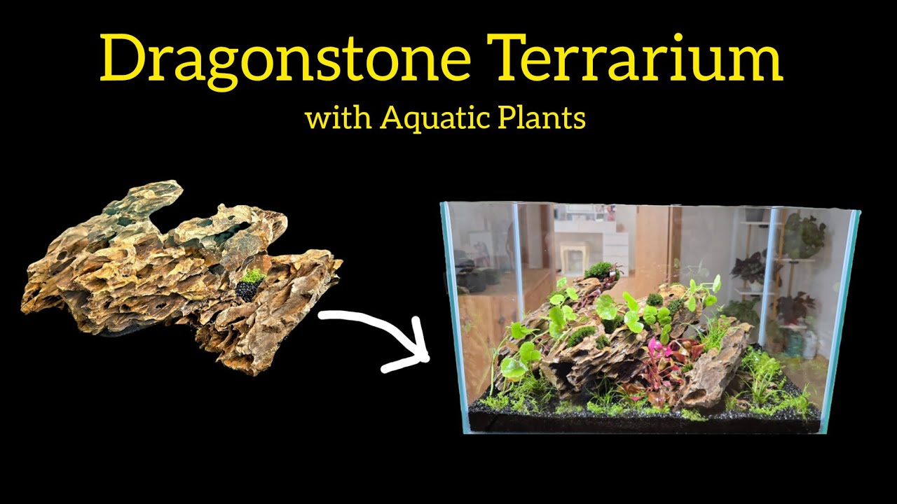 Dragonstone Terrascape with aquatic plants - an Aquatic Plants ...