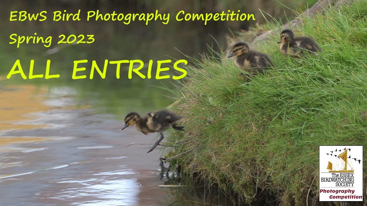 EBwS Spring 2023 Bird Photography Competition Entries - YouTube