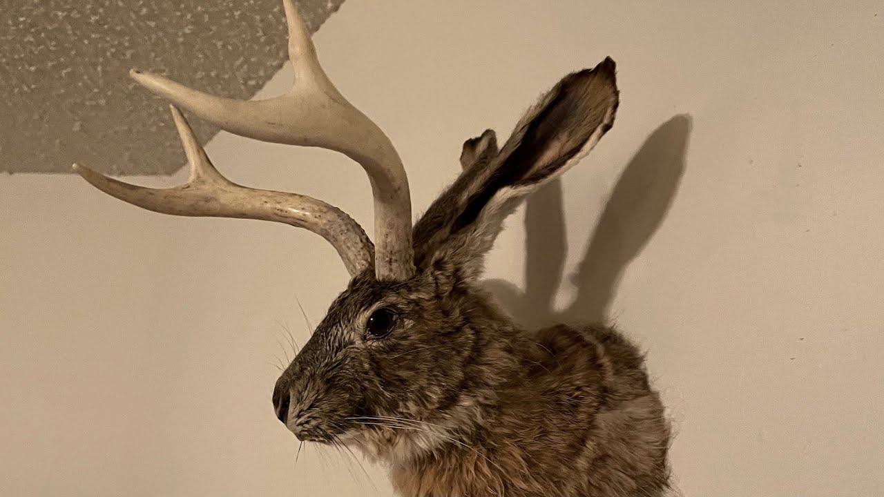 Mounted Jackalope