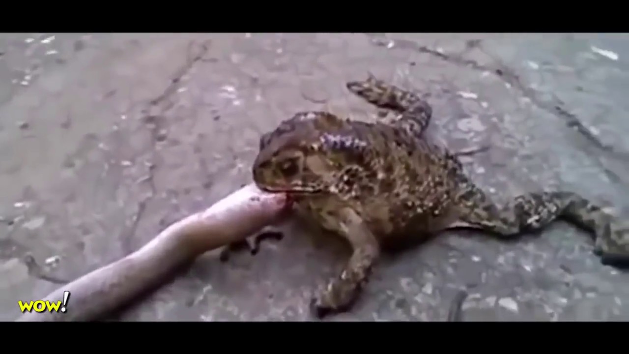 animal snake Fight Giant Frog Eats Snake Alive Real Fight - YouTube