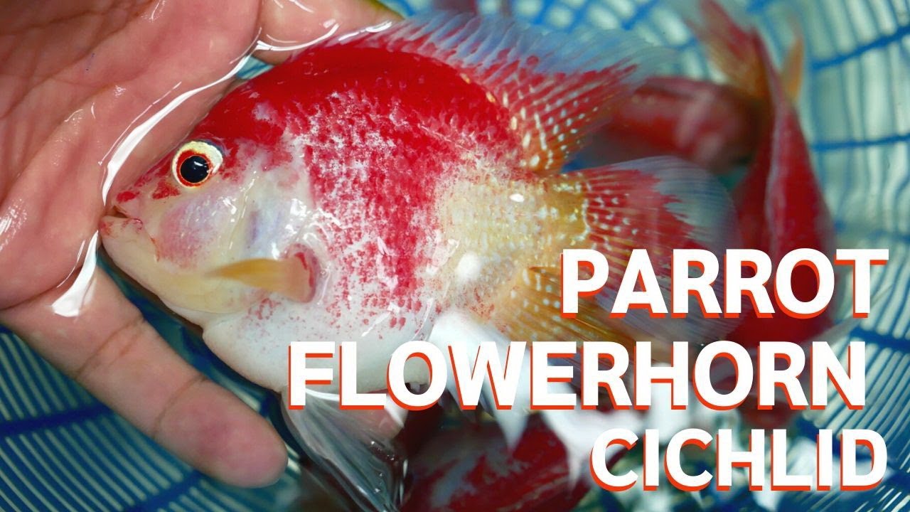 Parrot flowerhorn cichlid nice fish for special - YouTube