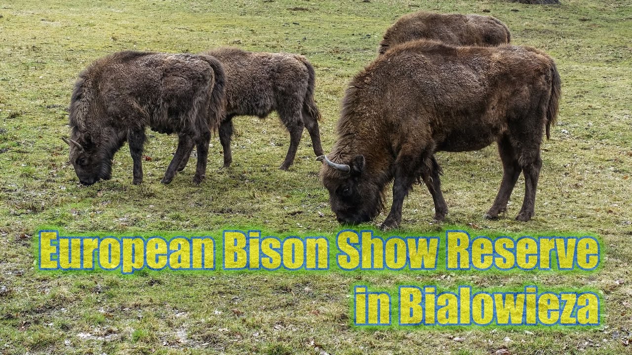 European Bison Show Reserve in Bialowieza - YouTube