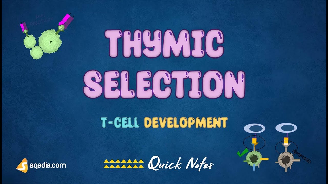 T-Lymphocyte Development - Thymic Selection - YouTube