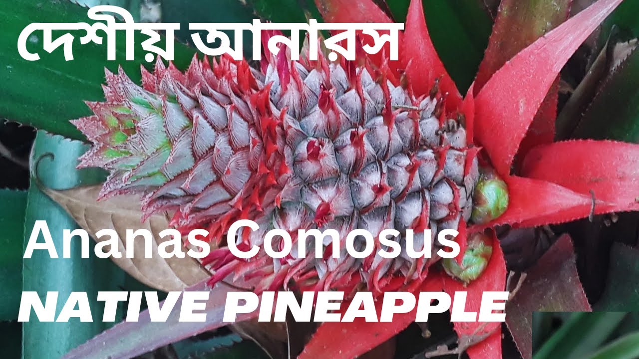 দেশীয় আনারস|Native pineapple|Pineapple|Anannas|Ananus|Bahunetraphalam ...