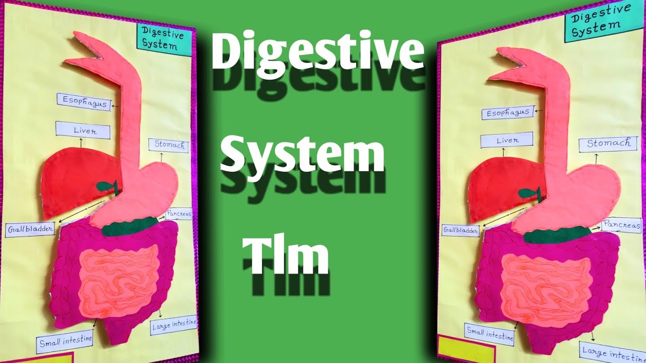 Digestive System Tlm | Science tlm | Tlm for Science @alokeducationlife ...