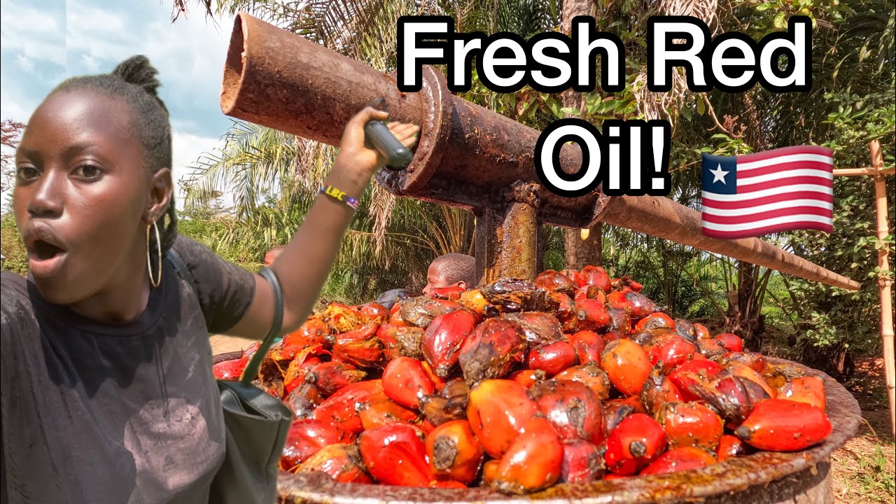 Shocking Way Red Palm Oil Is Made in Liberia, West Africa! Bong County ...