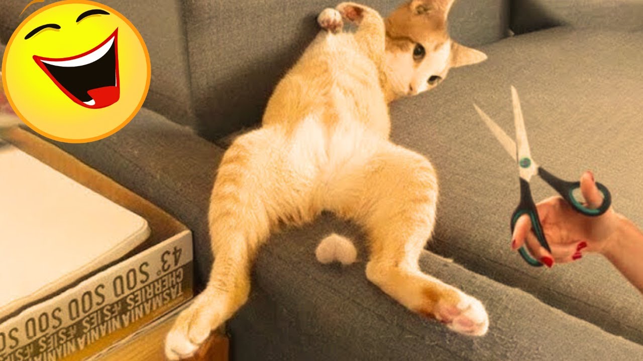 Laugh Out Loud! 😂 Best Animal Bloopers & Cute Moments Compilation - YouTube