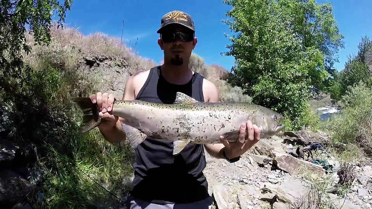 Spring Salmon on the Little Salmon River - YouTube