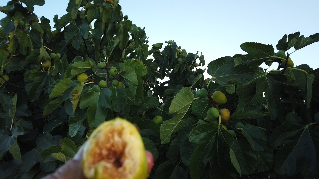 Lemon Fig Variety - YouTube
