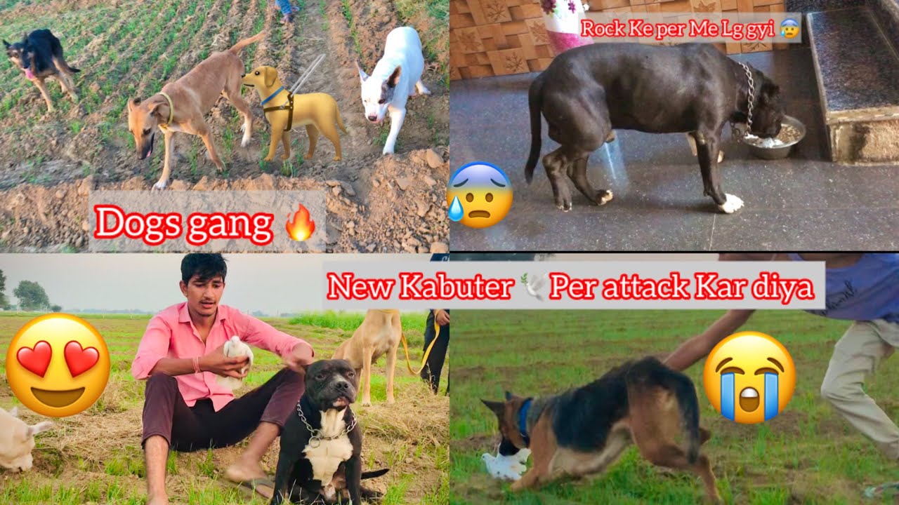New Kabuter 🕊Per German Shepard 🔥Dog Ne Attack 😰Kar diya || Rock ka Per ...