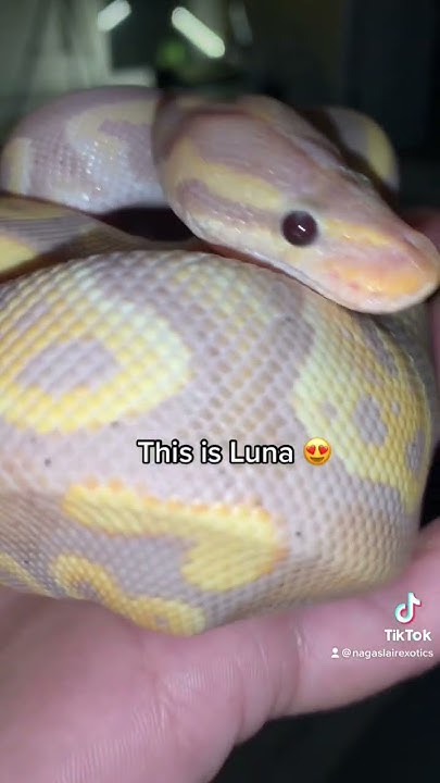 Chocolate Banana ball python 😍 #snake #ballpython #animals #pets # ...