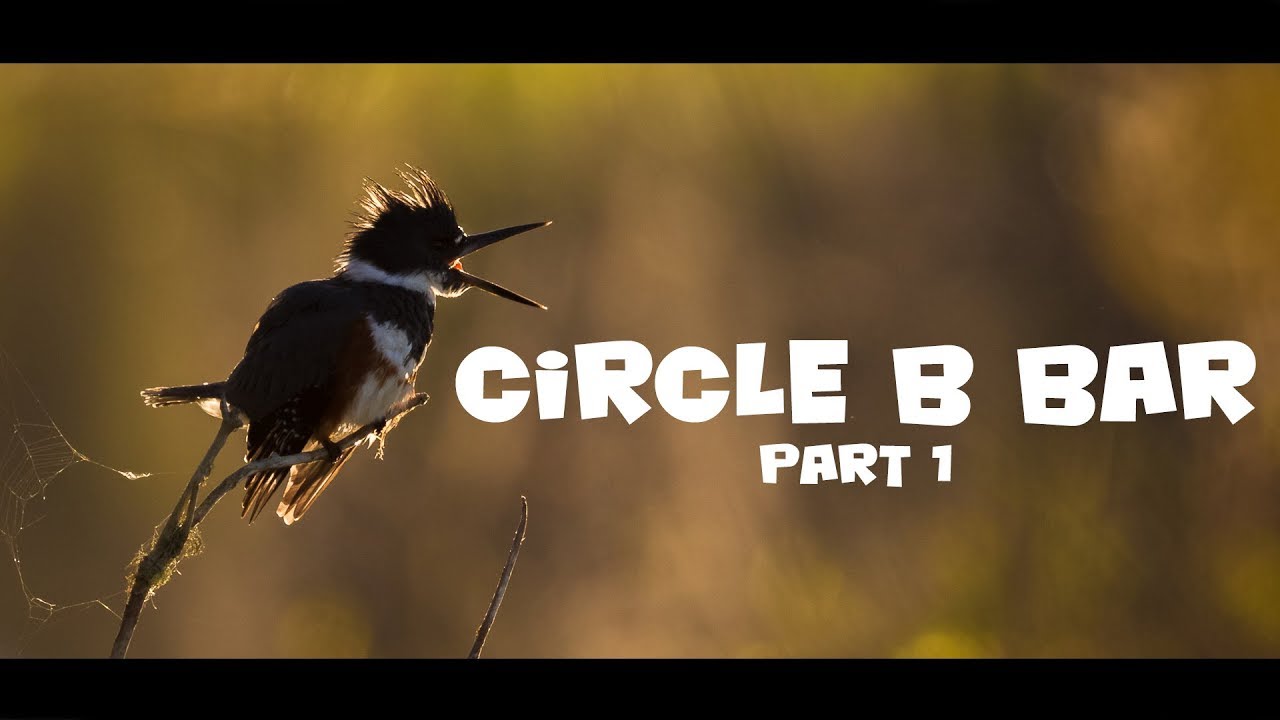 Bird and Wildlife photography at Circle B Bar Reserve, Florida, Day 1 ...