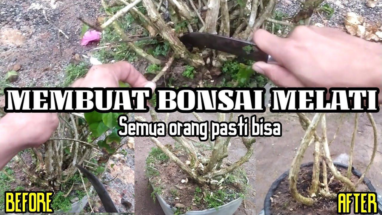 CARA MEMBUAT BONSAI MELATI DARI AWAL - YouTube