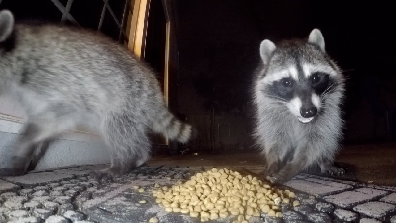 How Chunky Can A Raccoon Get? - YouTube
