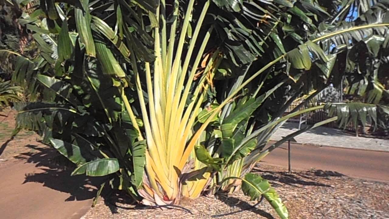 Palmera Del Viajero Árbol O Palma Del Viajero – Arboles Y Flores En
