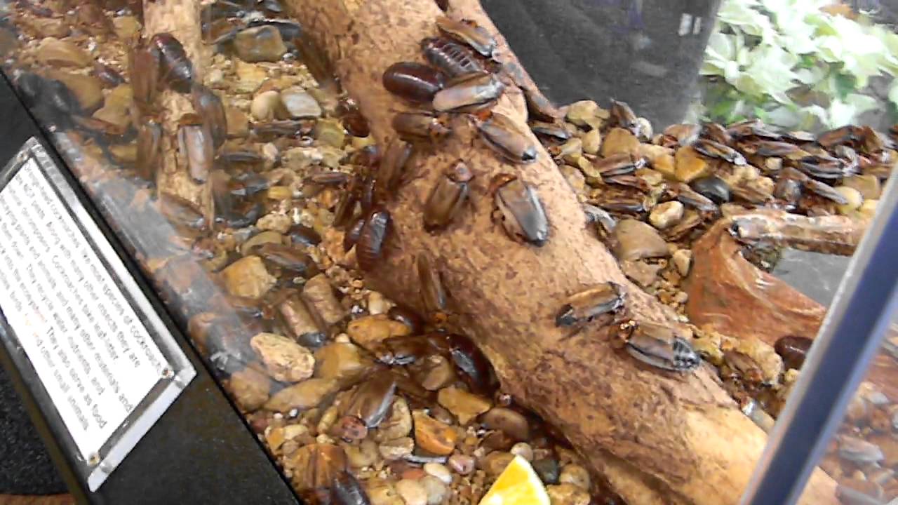 Orange-Head Cockroaches (Eublaberus posticus) at the St. Louis ...