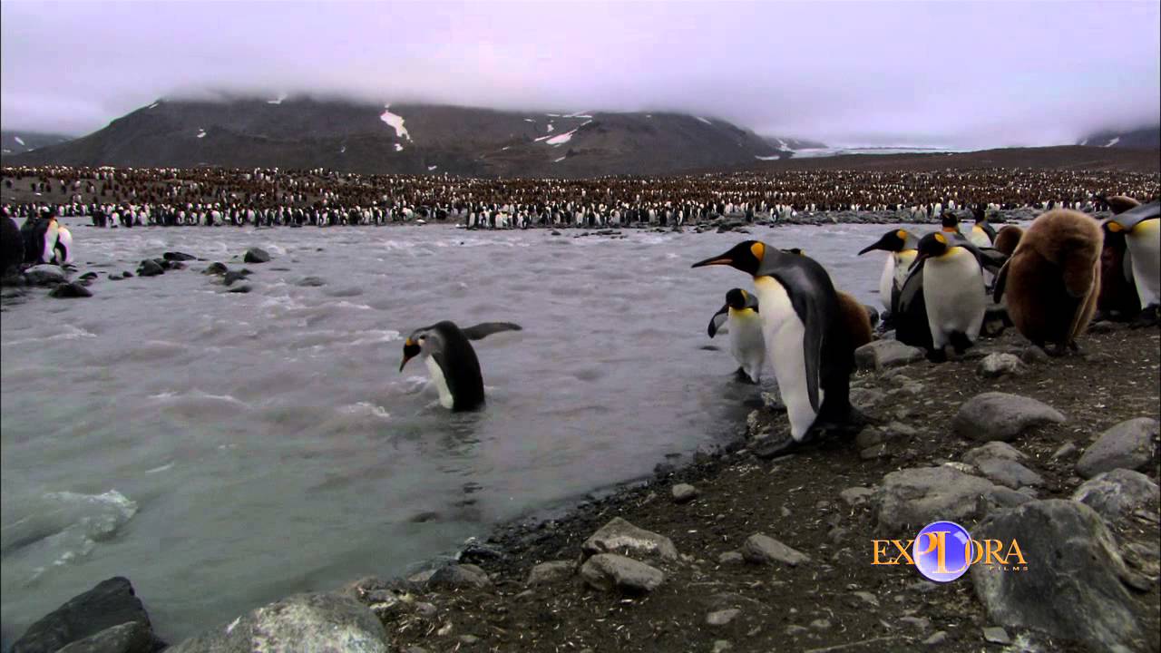 A Penguin Crèche in South Georgia - YouTube