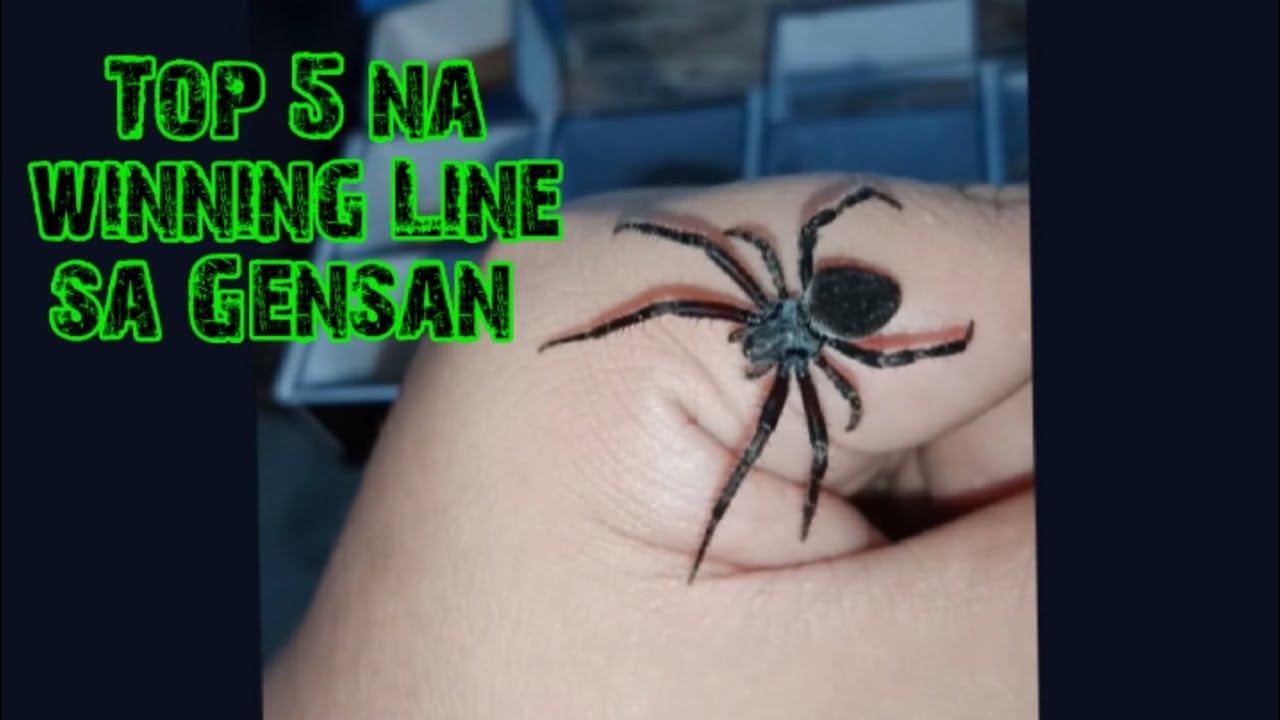 Eto ang top 5 na winning Line ng gensan ngayon timbangan - YouTube