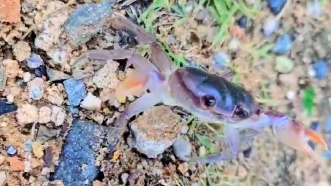 Juey morado / Purple crab (Gecarcinus ruricola) - YouTube