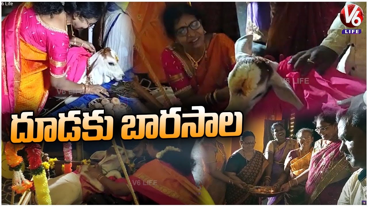 Barasala Performed To a Baby Cow By Machilipatnam Family | V6 Life ...