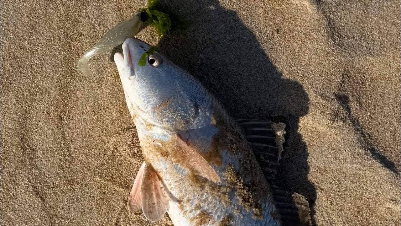 Big Fish bite in Hurricane Conditions!!! Red Drum Striped Bass and ...