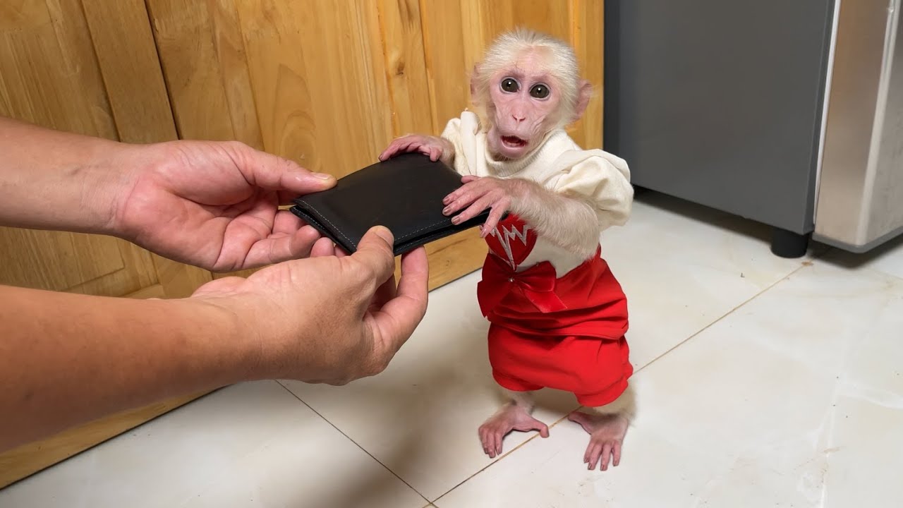 Unbelievable! Monkey Luk uses intelligence to help dad find wallet ...